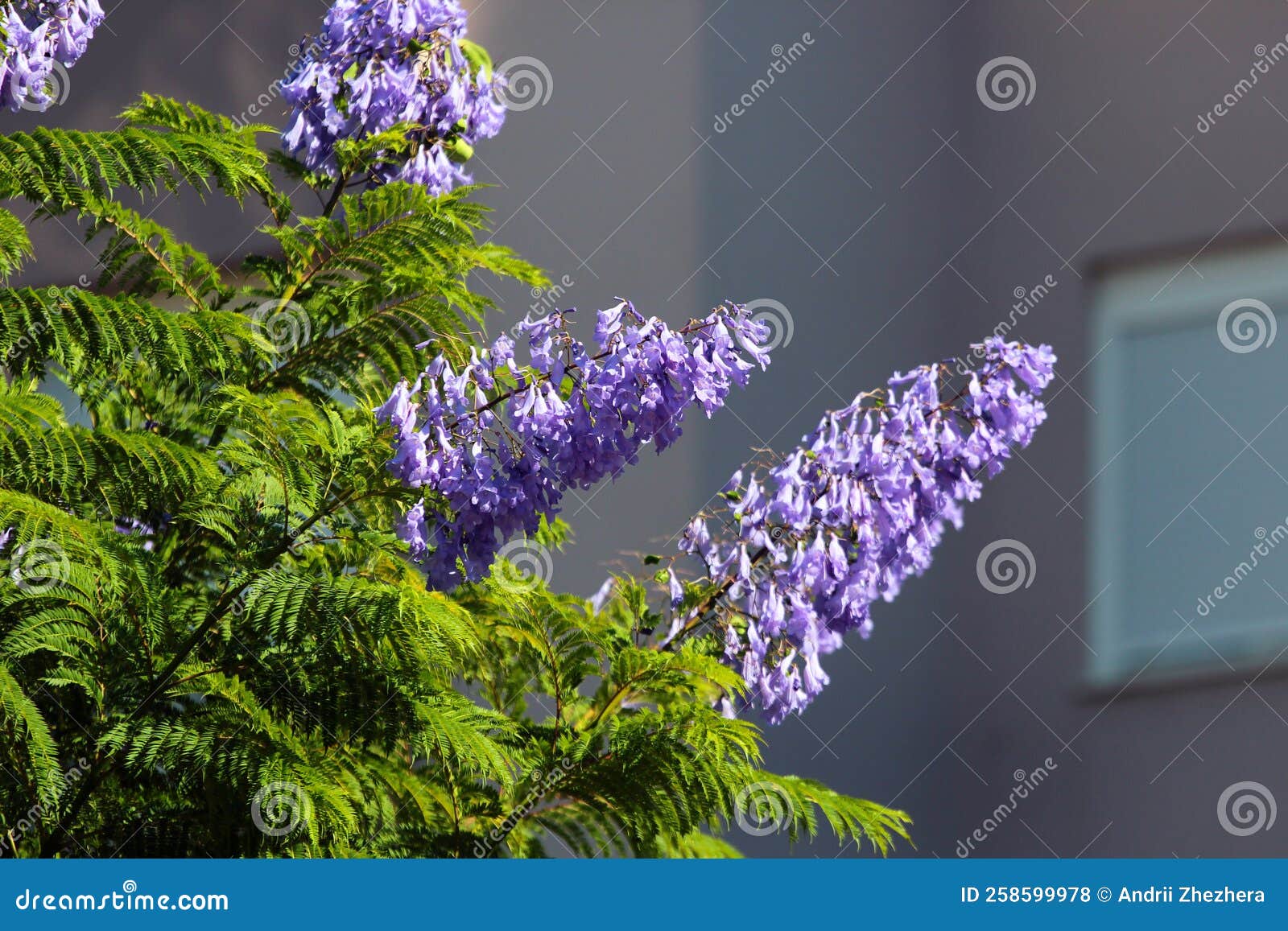 Blue Jacaranda in Blossom, Jacaranda Mimosifolia Flowers Stock Photo ...