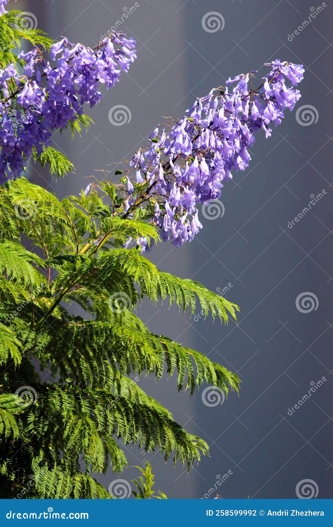 Blue Jacaranda in Blossom, Jacaranda Mimosifolia Flowers Stock Photo ...