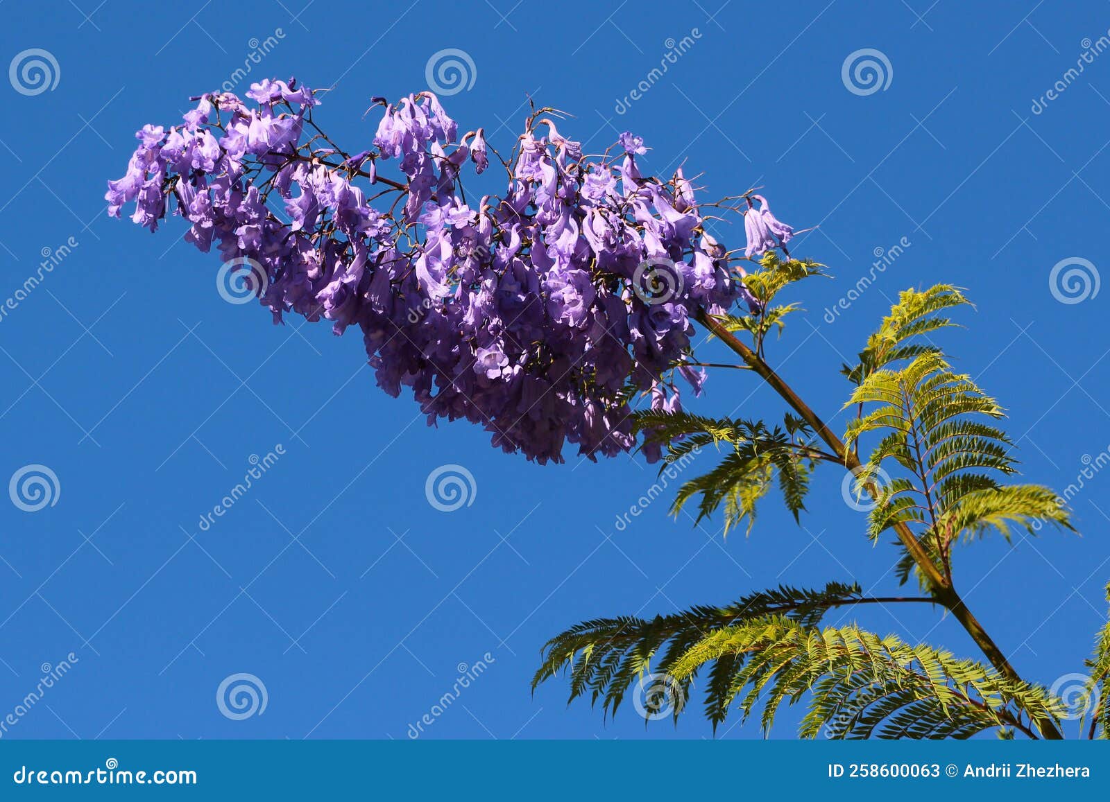 Blue Jacaranda in Blossom, Jacaranda Mimosifolia Flowers Stock Image ...