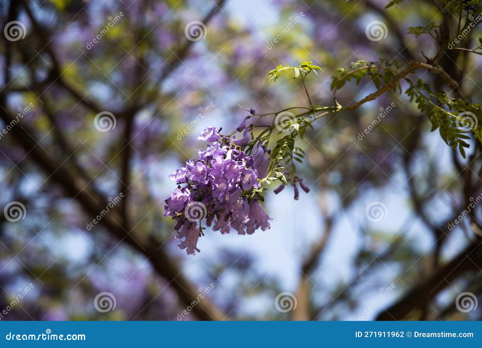 Blue Jacaranda Tree in Bloom, Jacaranda Mimosifolia, Violet Tree in ...
