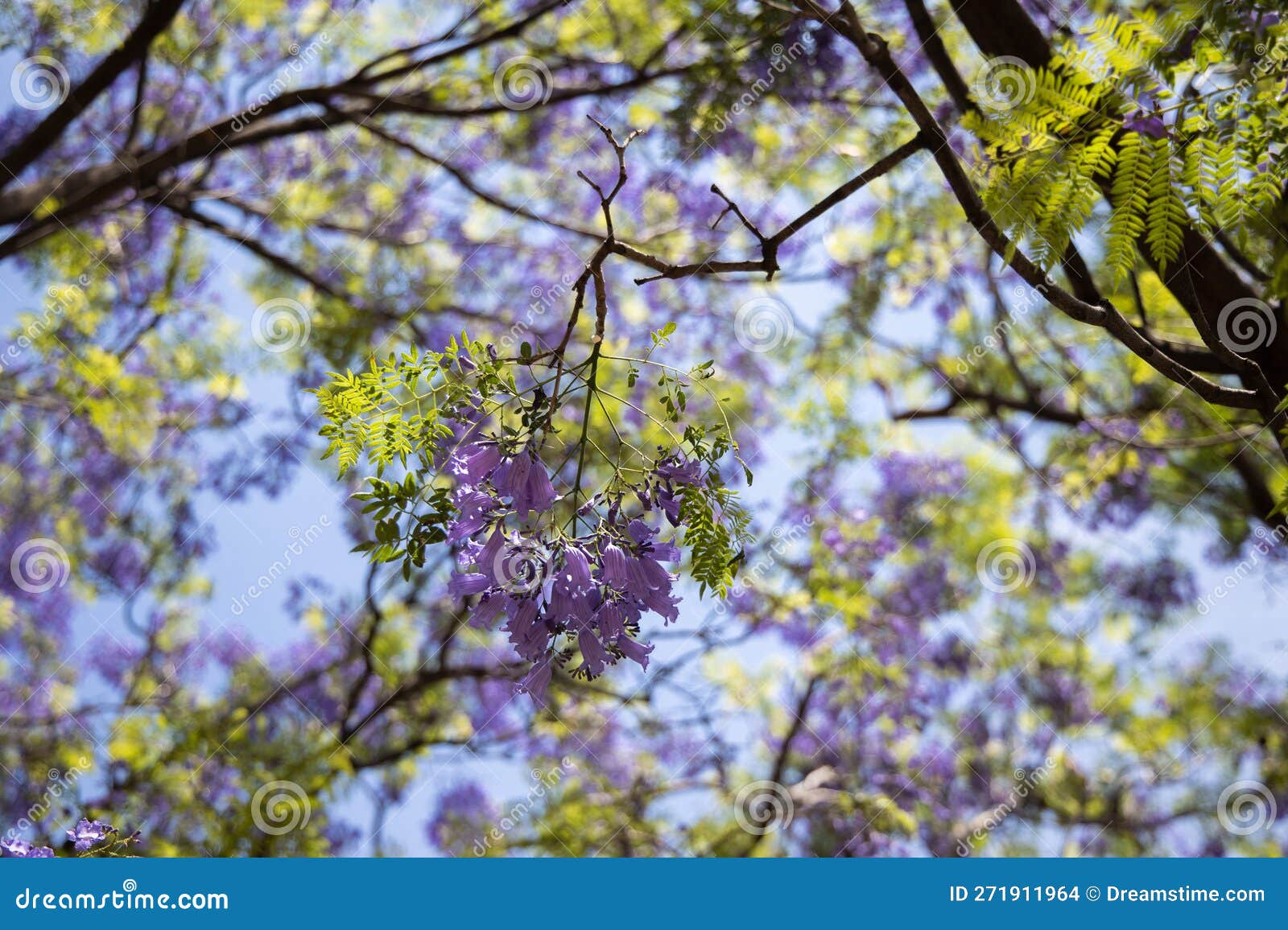 Blue Jacaranda Tree in Bloom, Jacaranda Mimosifolia, Violet Tree in ...