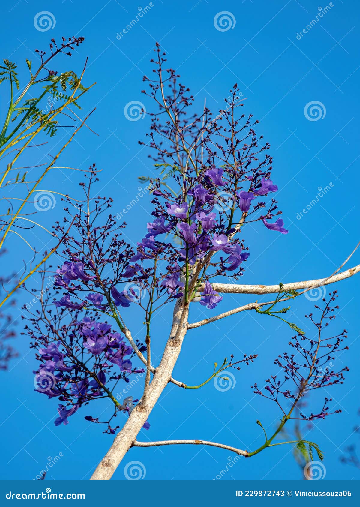 Blue Jacaranda Tree stock image. Image of botany, season - 229872743