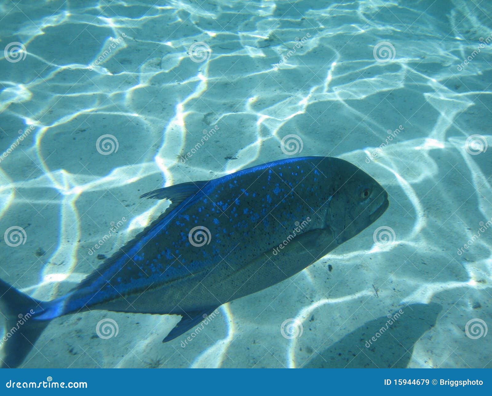 Blue Jack Fish stock image. Image of exotic, submarine - 15944679