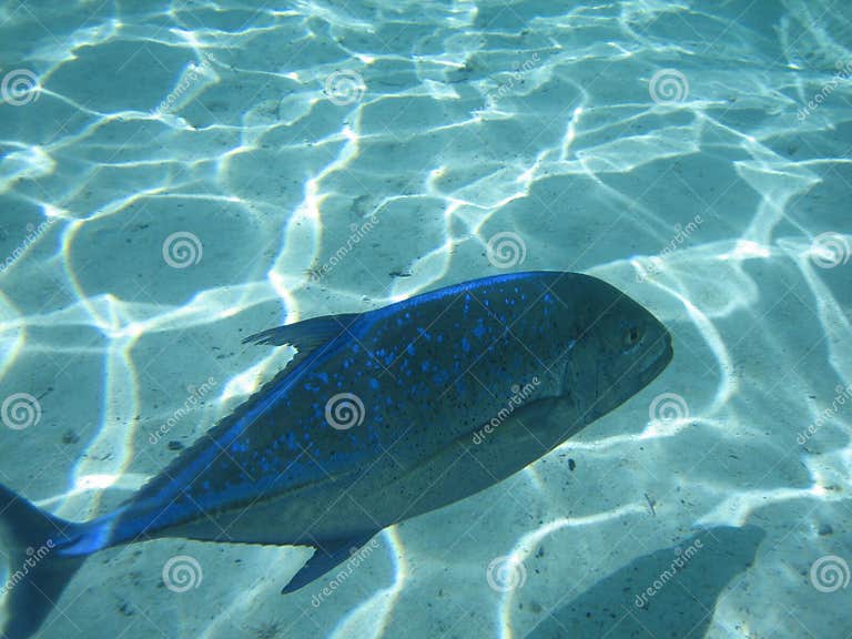 Blue Jack Fish stock image. Image of exotic, submarine - 15944679