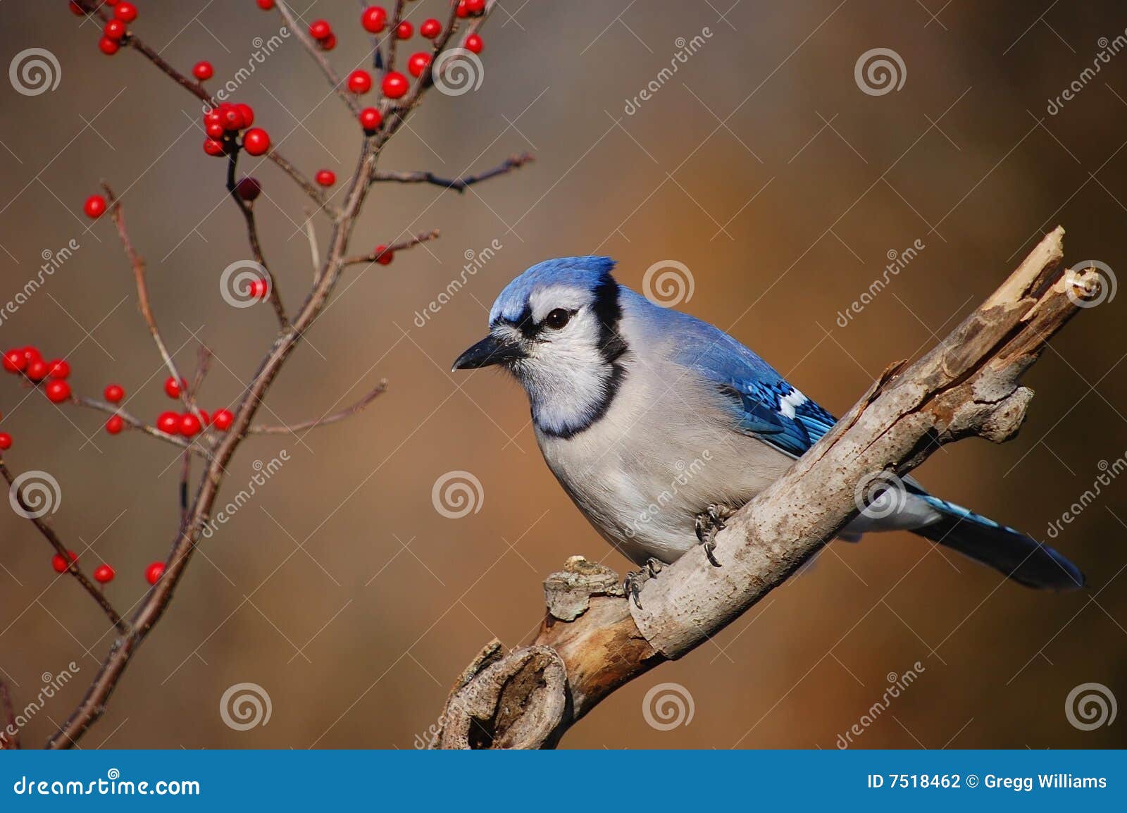 Blue Jay 1 stock photo. Image of wildlife, missouri, berrie - 7518462
