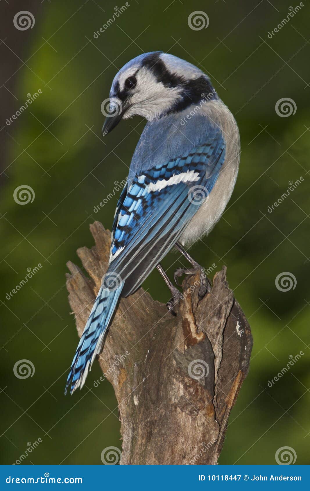 Blue jay stock image. Image of beauty, plumage, blue - 10118447