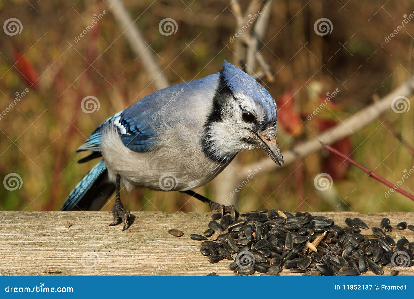 Blue-jay stock image. Image of noisy, branch, autumn - 11852137