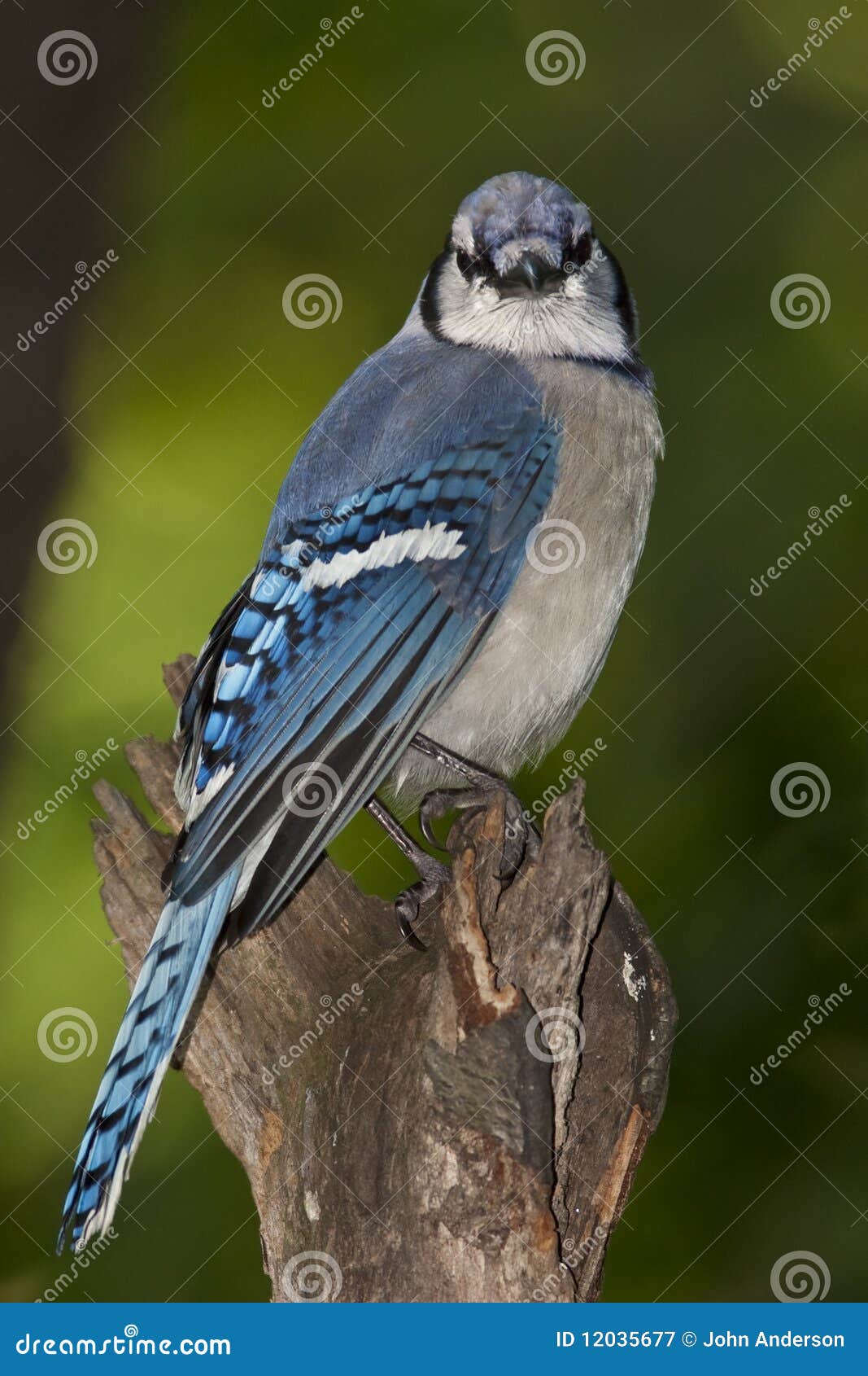 Blue Jay stock image. Image of claws, nature, flight - 12035677