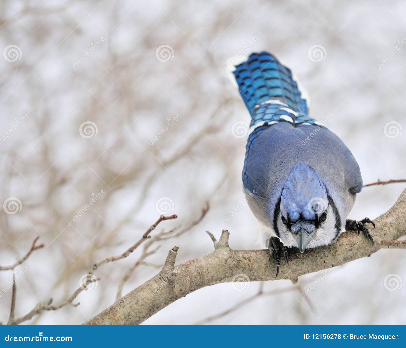 Blue jay stock photo. Image of blue, birding, wildlife - 12156278