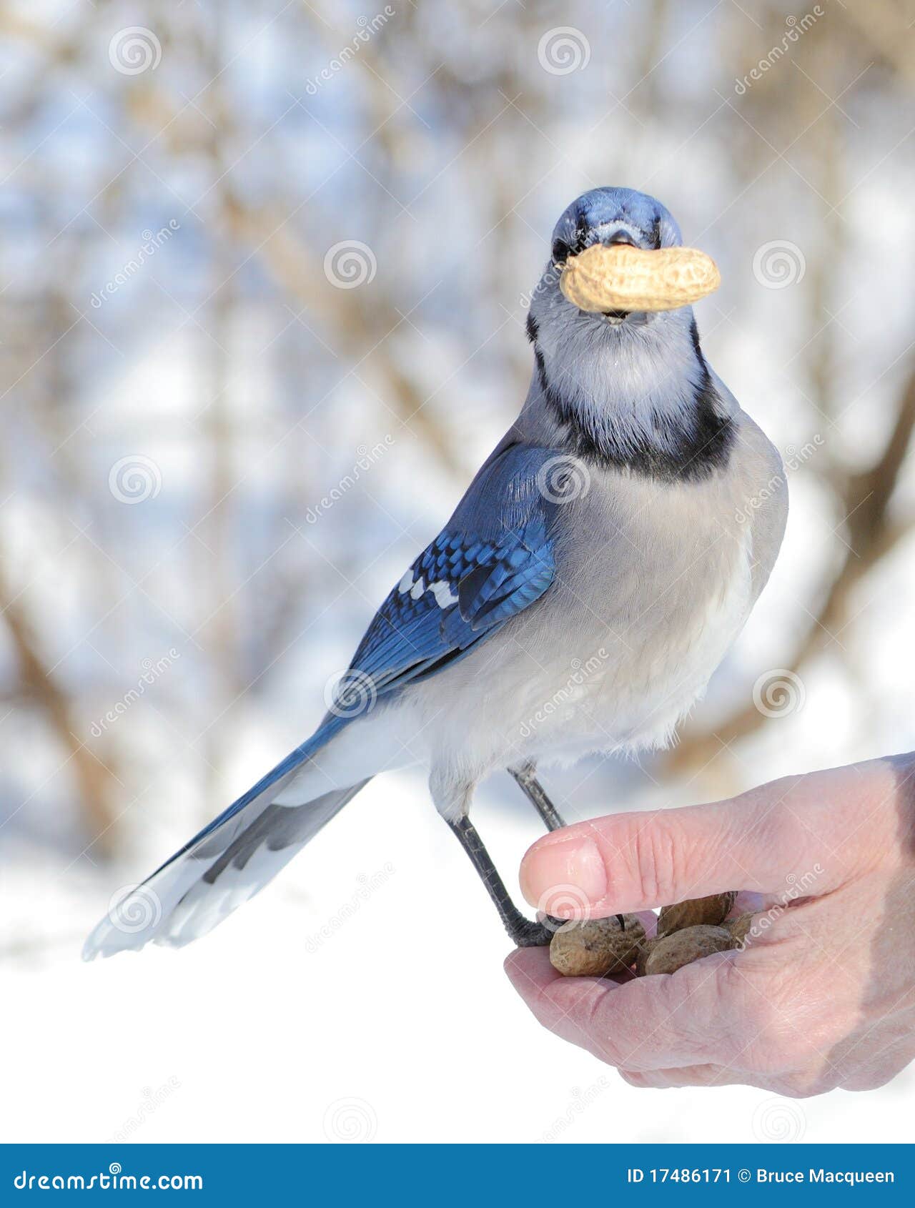 Blue Jay stock image. Image of beak, birding, perched - 17486171