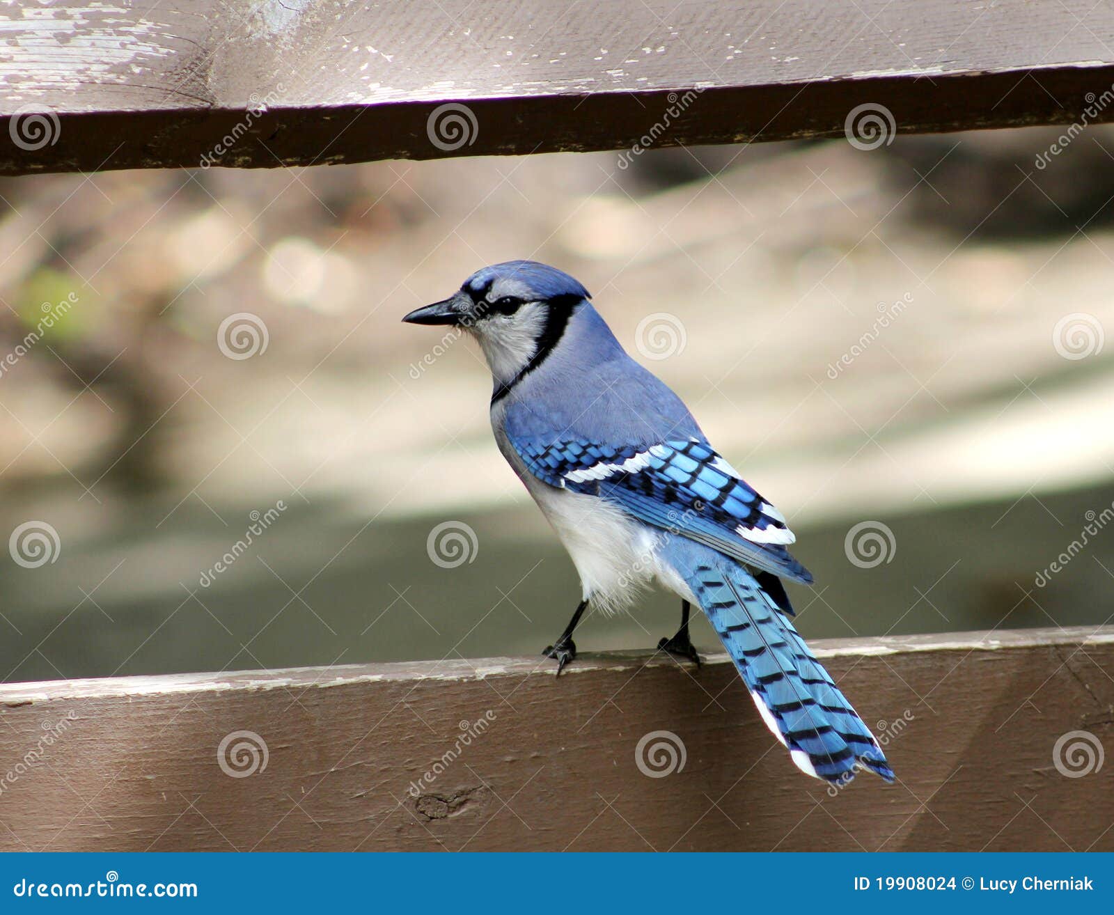 Blue Jay stock photo. Image of color, wing, outdoor, blue - 19908024
