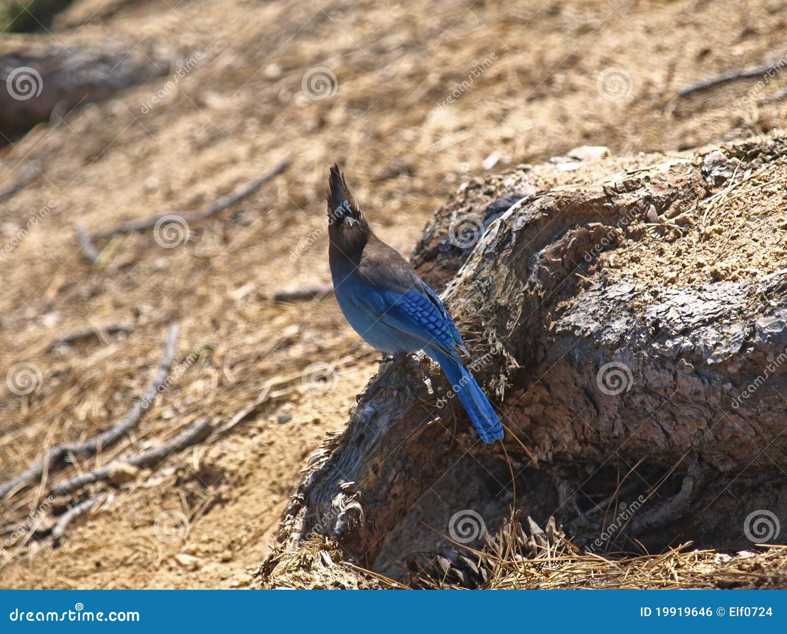 Blue Jay stock photo. Image of crested, avian, bird, claw - 19919646