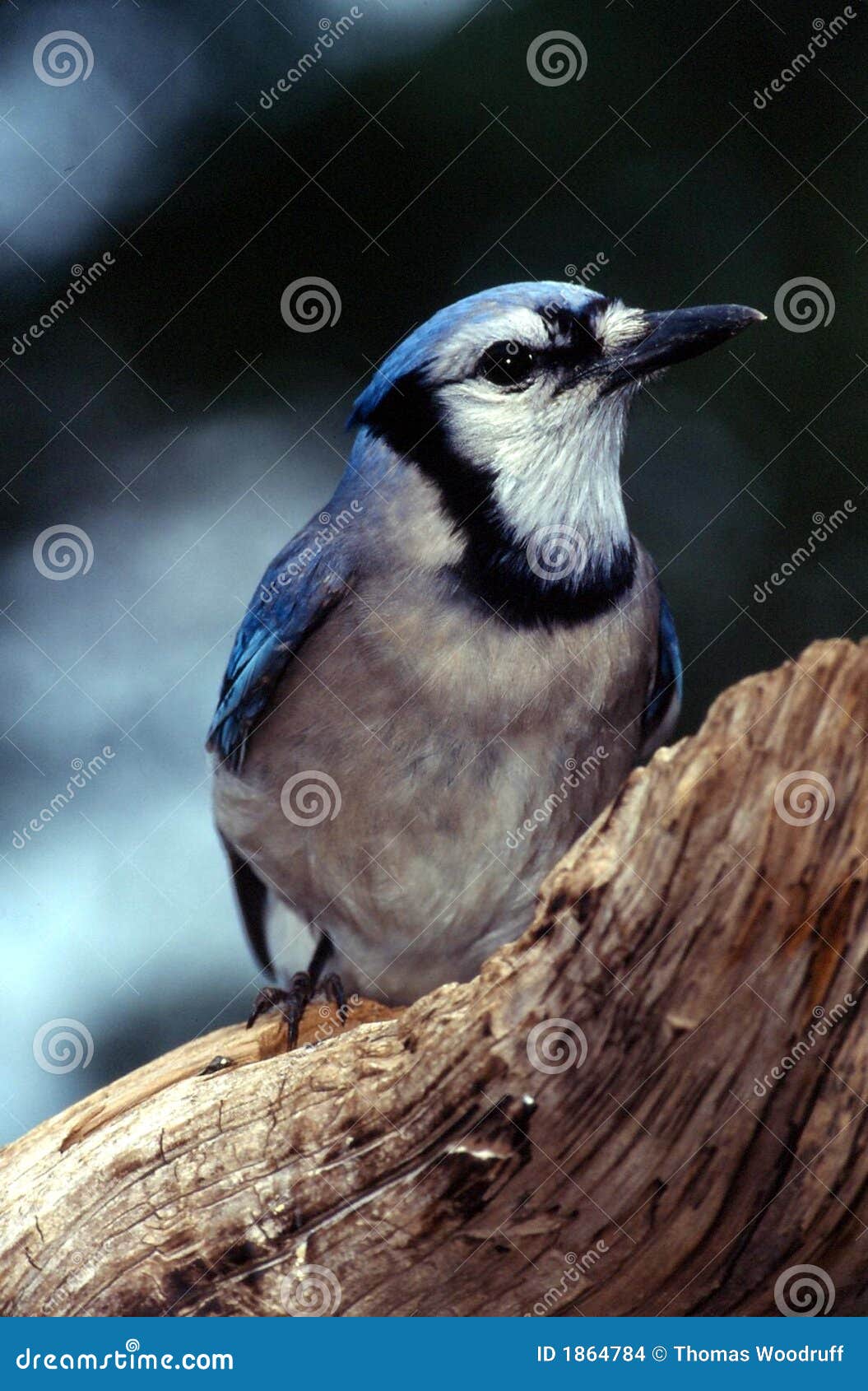 Blue Jay 2 (Cyanocitta Cristata) Stock Photo - Image of portrait, feet ...