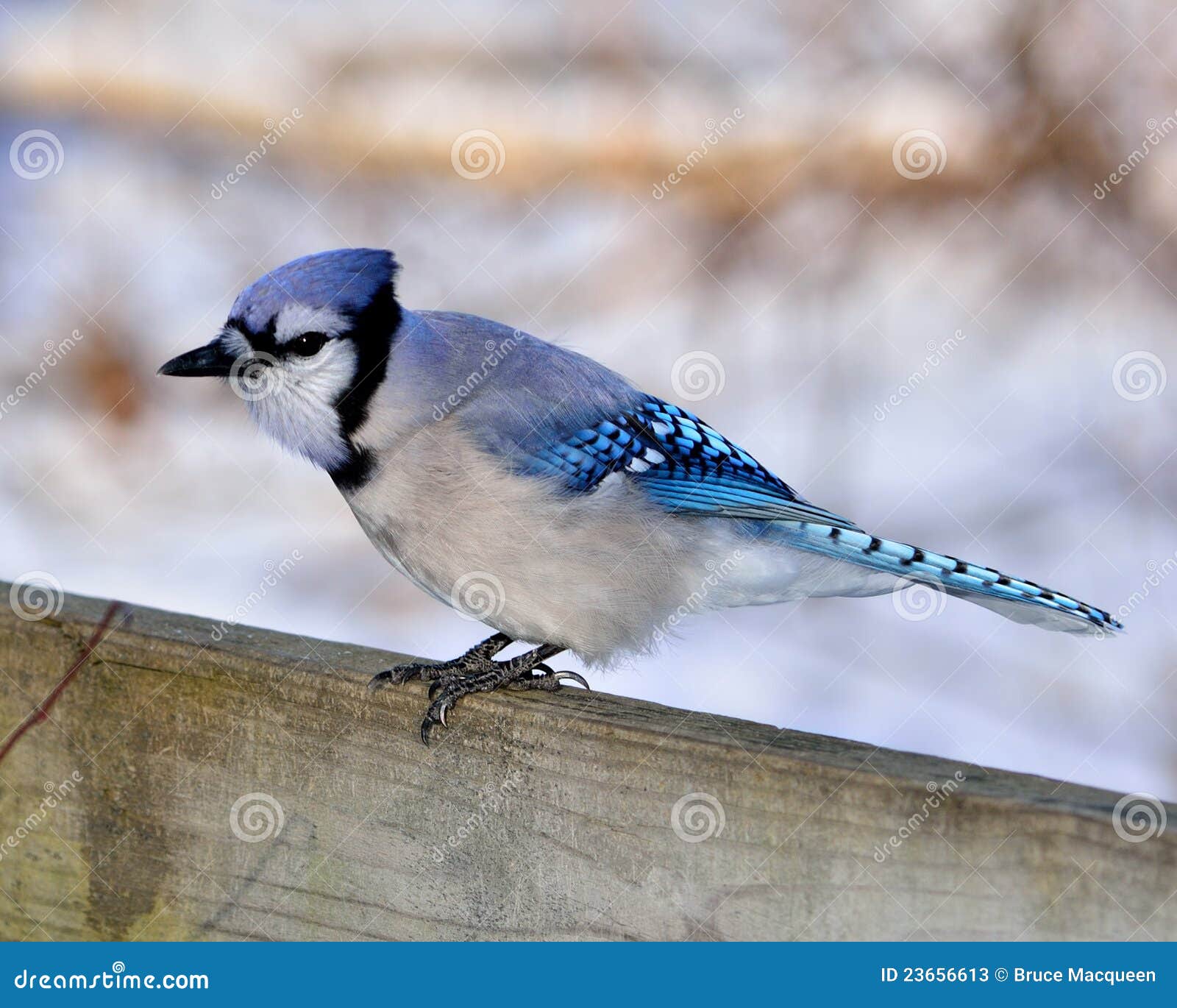 Blue Jay stock image. Image of nature, blue, wildlife - 23656613