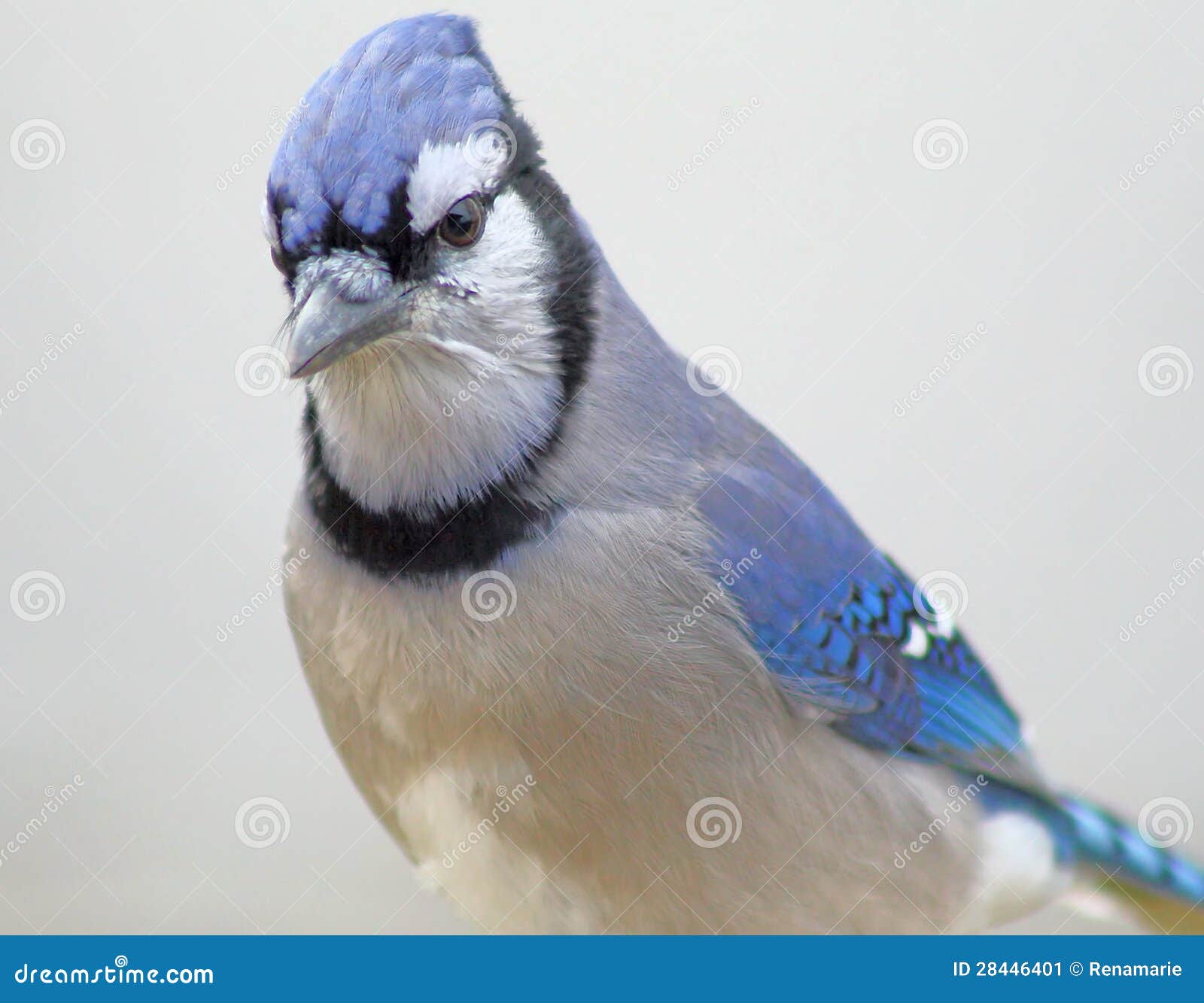 The Blue Jay stock image. Image of bright, bird, facing - 28446401