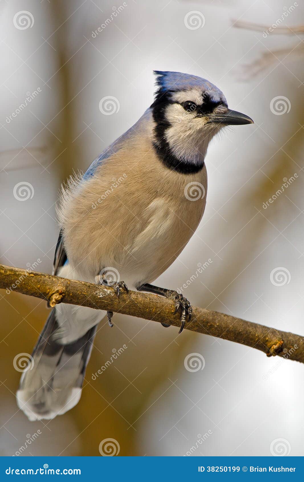 Blue Jay stock image. Image of nature, branch, cute, nuts - 38250199