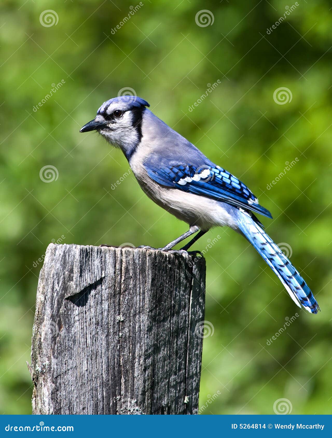 Blue Jay stock photo. Image of colorful, species, alert - 5264814