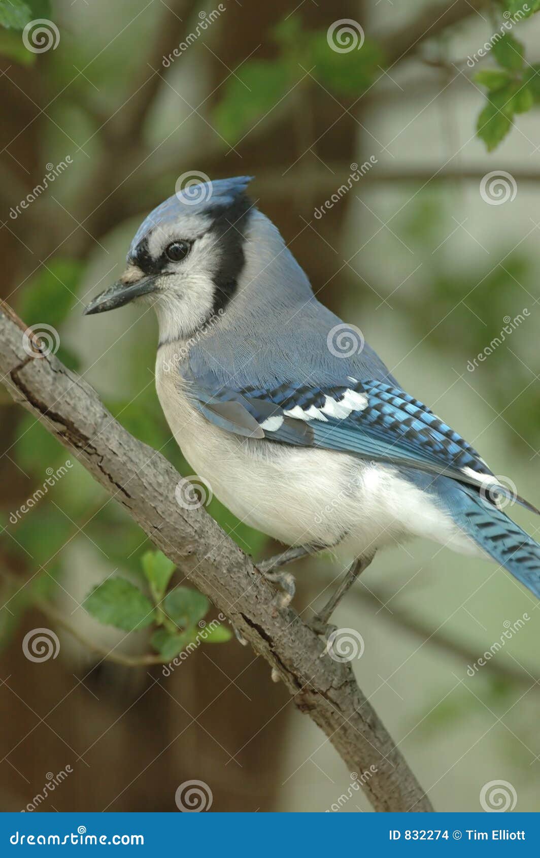 Blue Jay stock photo. Image of wildlife, animal, blue, close - 832274