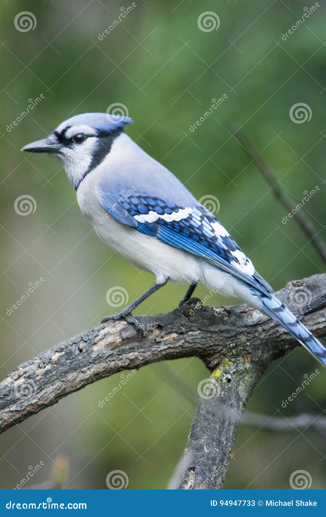 Blue Jay stockbild. Bild von nord, singvogel, vogel, blau - 94947733