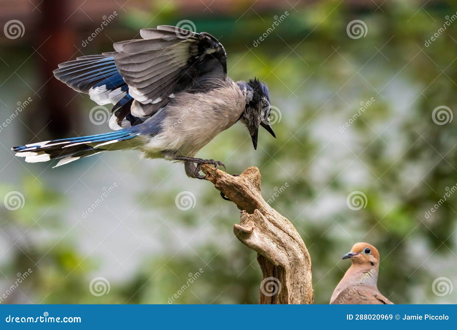 Blue Jay Angry while Perched on Wood Stock Image - Image of wood ...