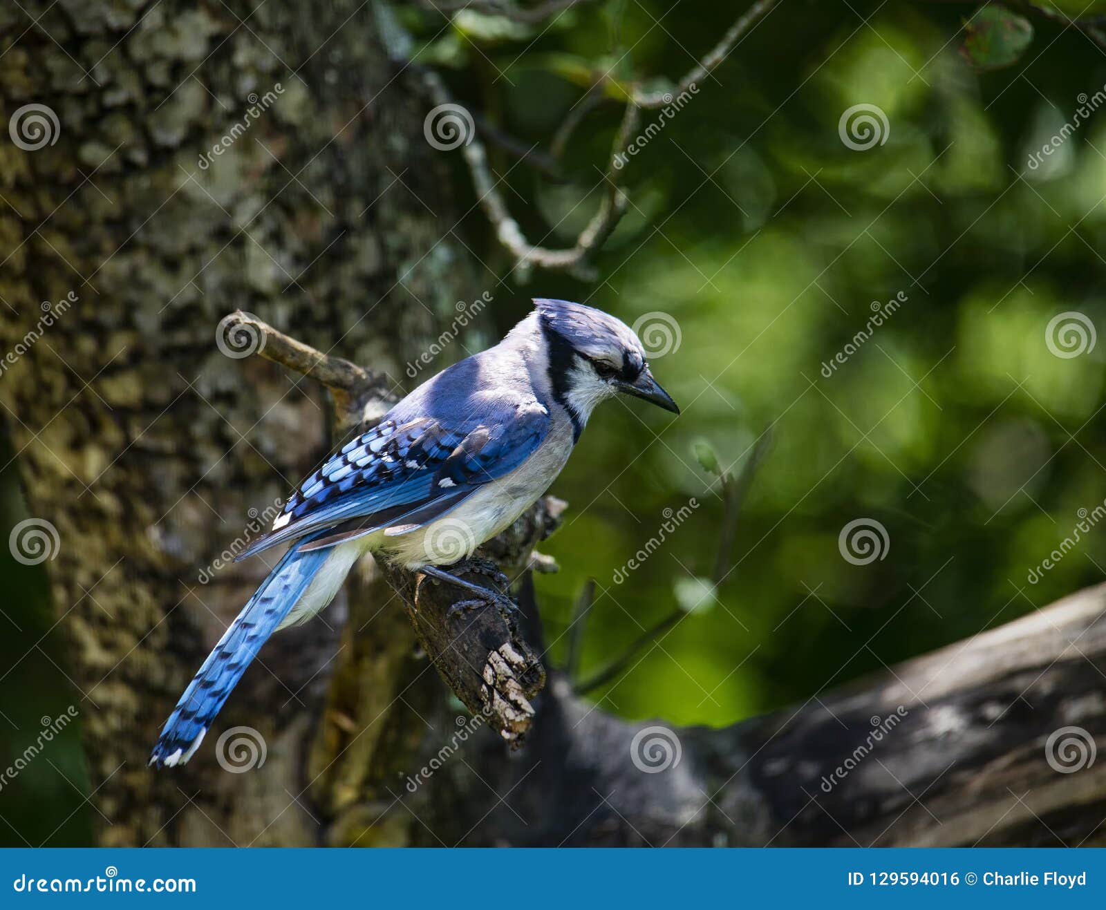 Blue Jay in Apple Tree II stock photo. Image of carolina - 129594016