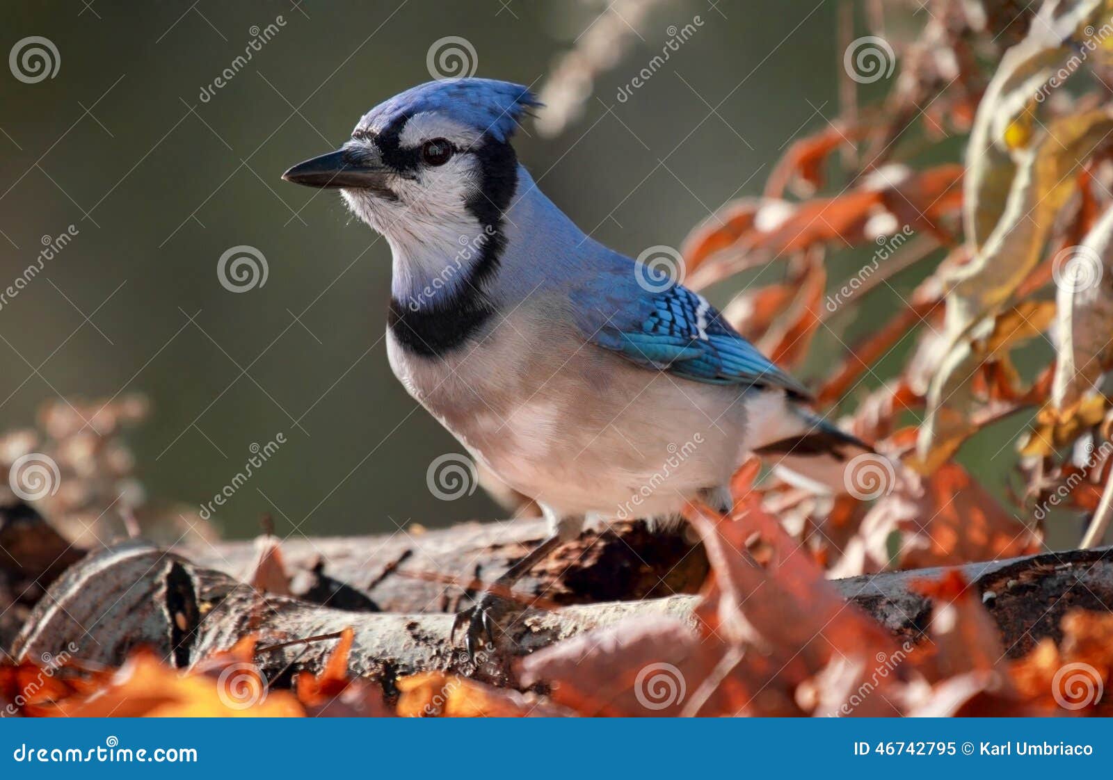 Blue jay during autumn stock image. Image of animal, plant - 46742795