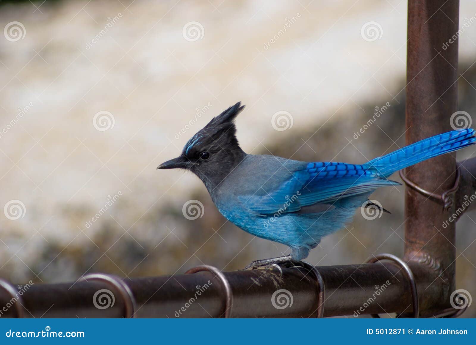 Blue Jay Bird stock image. Image of nature, yosemite, beautiful - 5012871