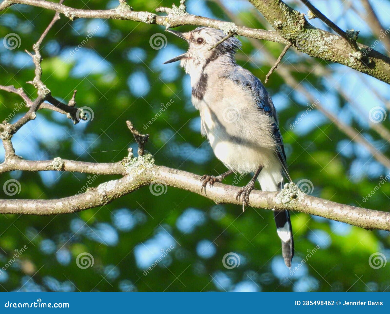 Blue Jay Bird Beak Open Perched on Tree Branch Stock Photo - Image of ...