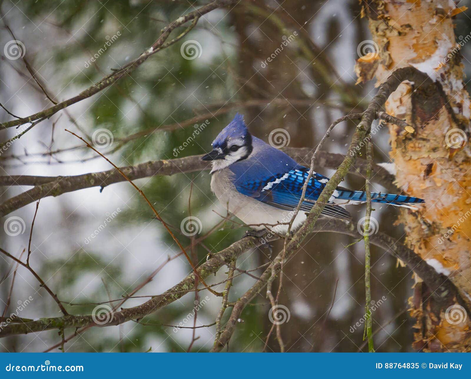 Blue jay bird on branch stock image. Image of fauna, species - 88764835