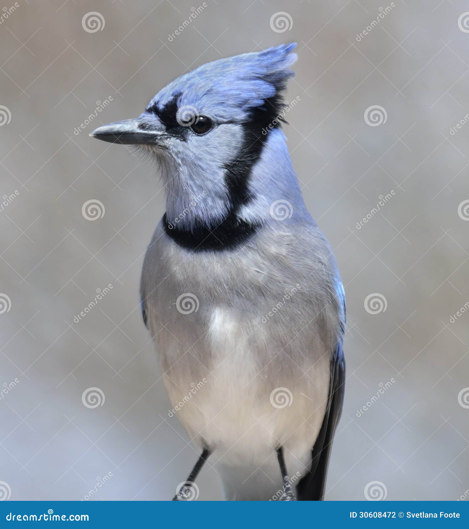 Blue Jay Bird stock photo. Image of feather, blue, nature - 30608472