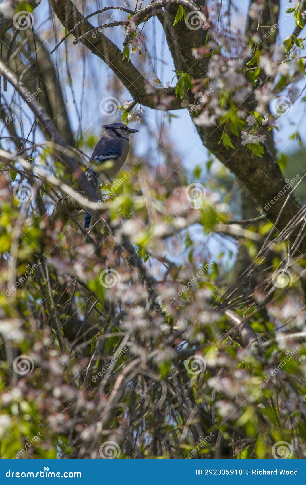 Blue Jay Sitting in a Tree in Spring Stock Photo - Image of looking ...