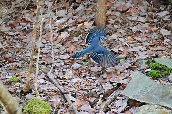 Blue Jay Bird in flight stock image. Image of ornithology - 315427687