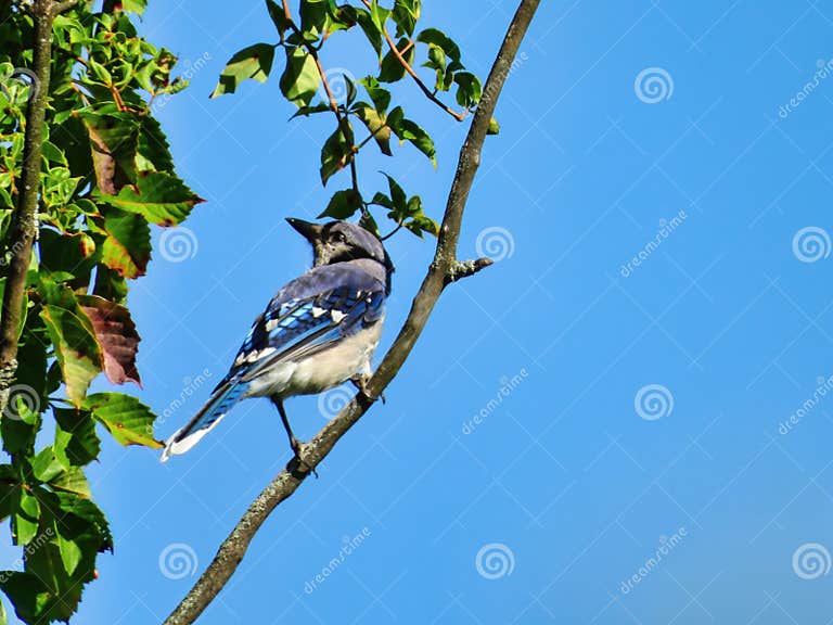 Blue Jay Bird Looking Back while Perched on a Branch Stock Photo ...