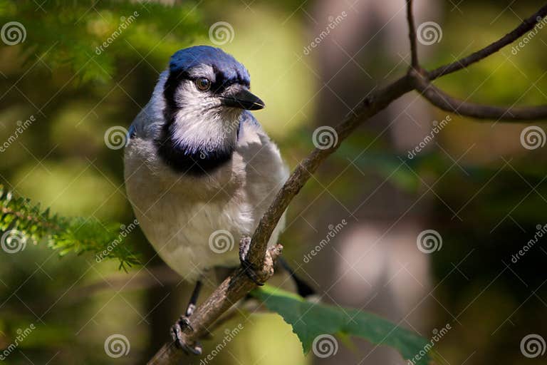 Blue Jay on a branch stock photo. Image of green, nature - 10185264