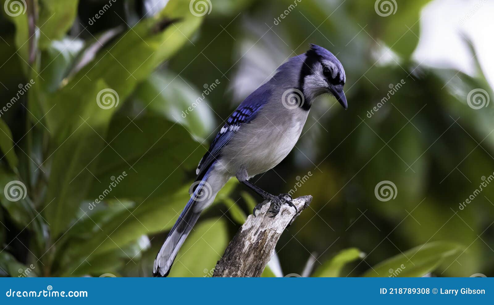 Blue Jay on a branch stock photo. Image of outdoors - 218789308