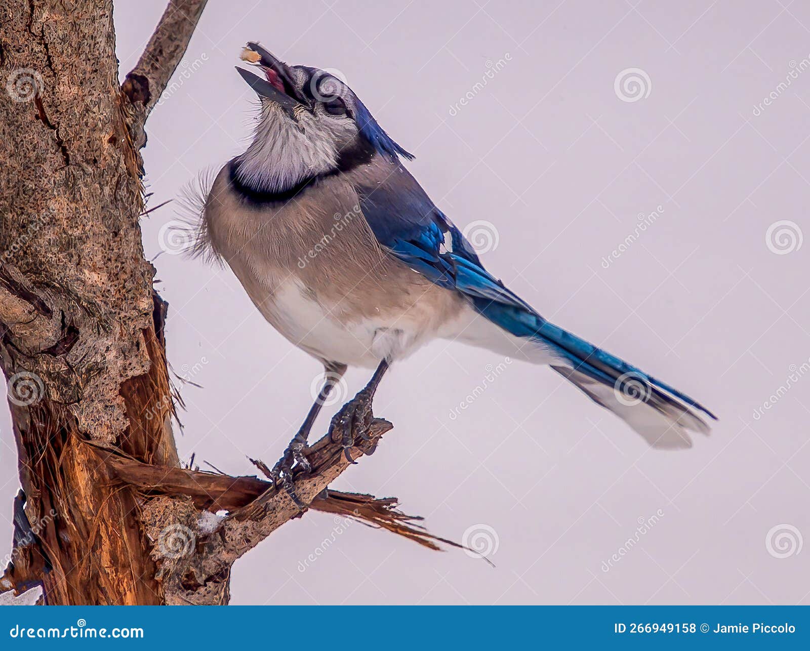 Blue jay in a branch stock photo. Image of wing, nature - 266949158
