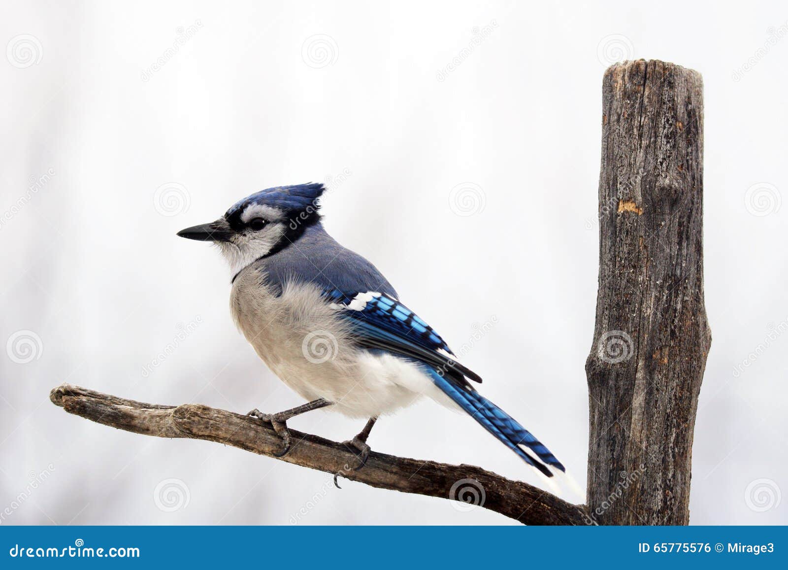 Blue jay on branch stock photo. Image of beak, branch - 65775576
