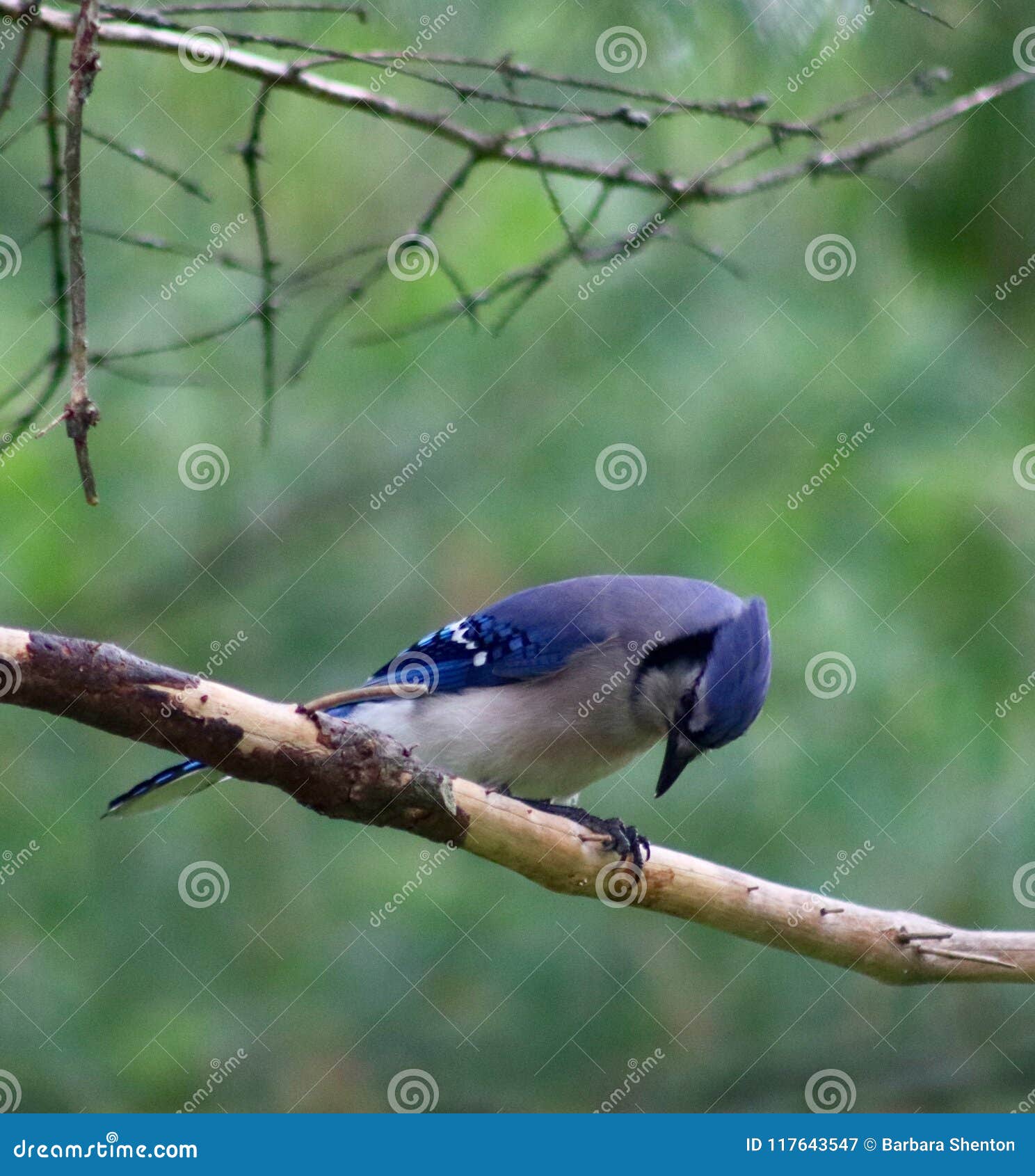Blue jay on a branch stock image. Image of branch, blue - 117643547