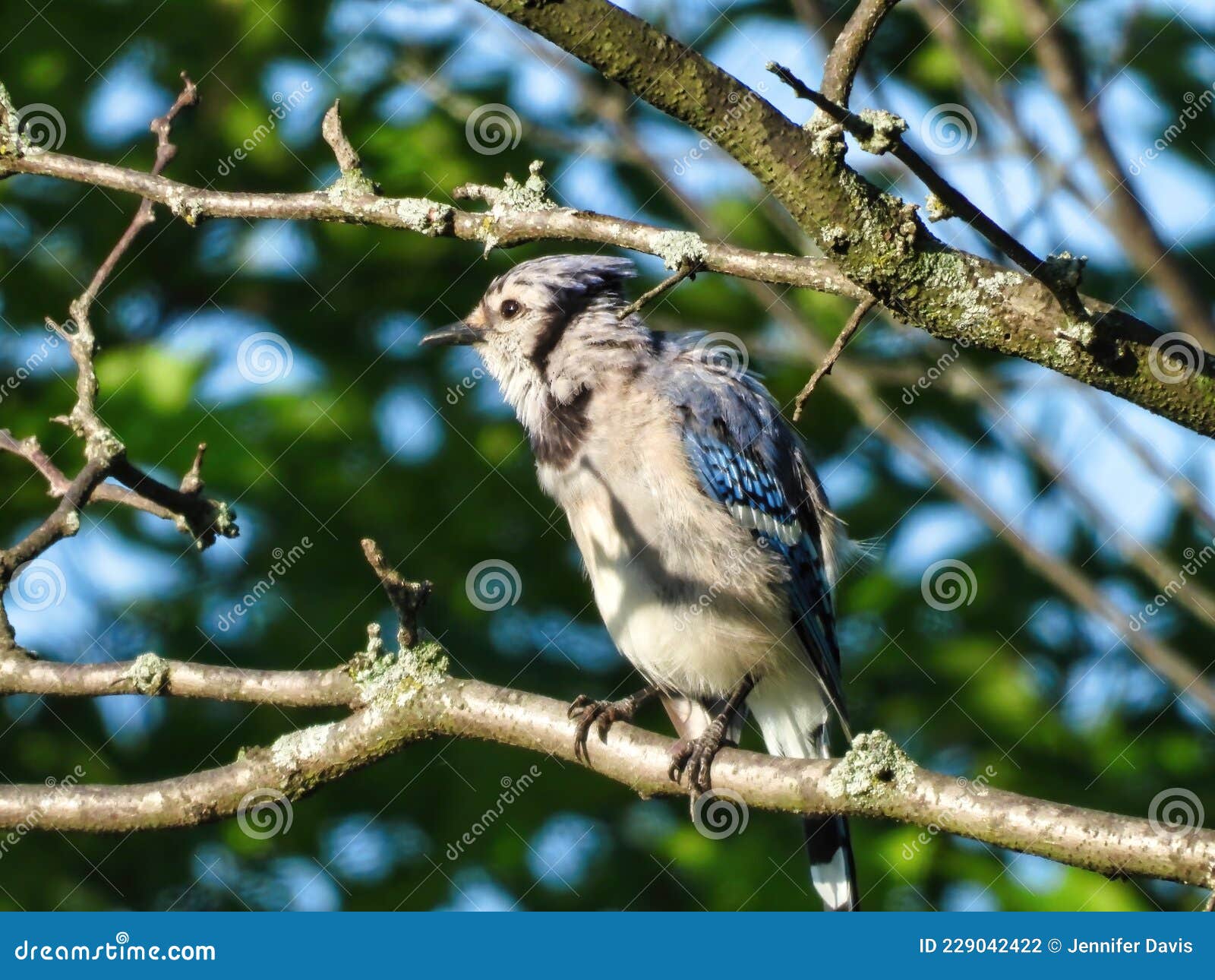 Blue Jay on a Branch: a Brilliant Blue Colored Blue Jay Perched on a ...