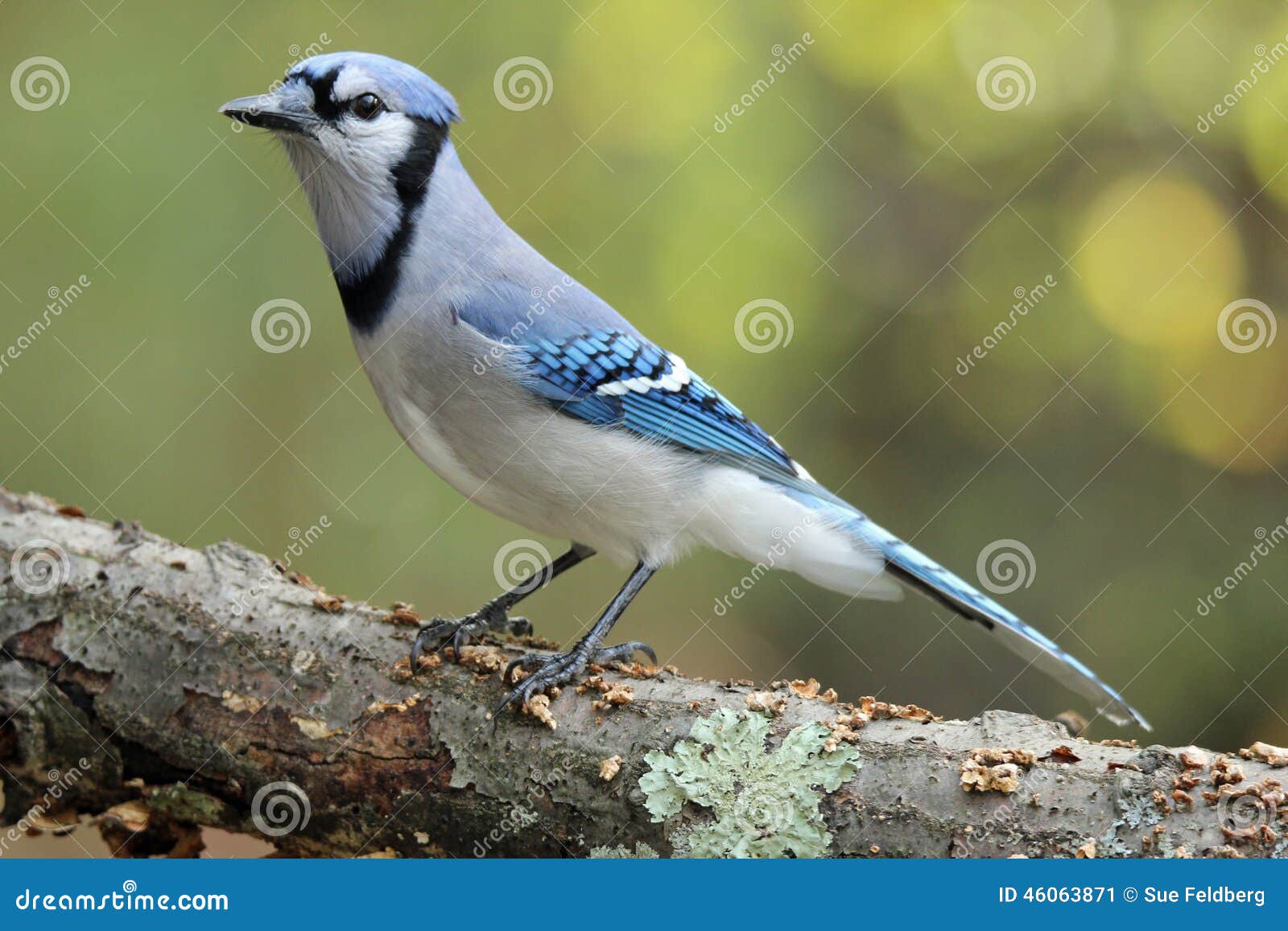 Fall Blue Jay on a Branch stock image. Image of perched - 46063871
