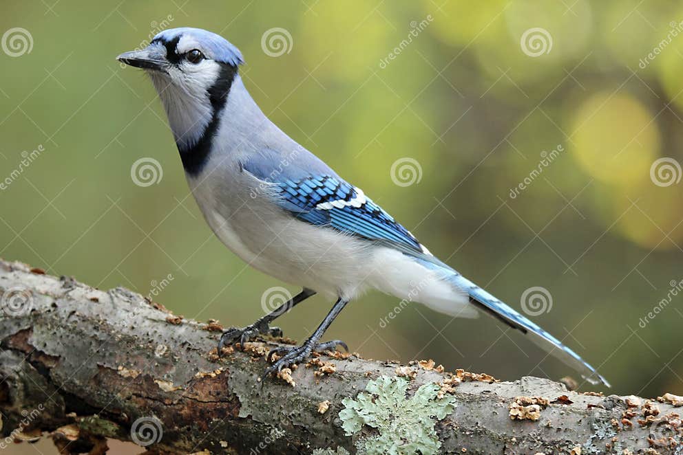 Fall Blue Jay on a Branch stock image. Image of perched - 46063871