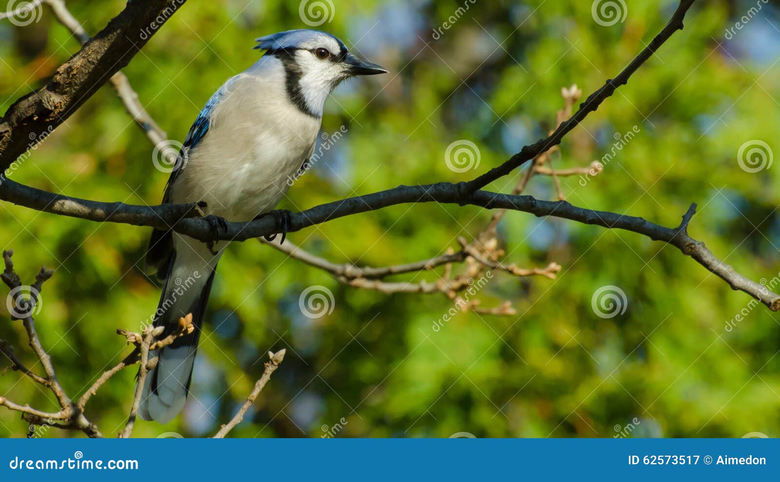 Blue Jay on a branch stock image. Image of peanuts, blue - 62573517