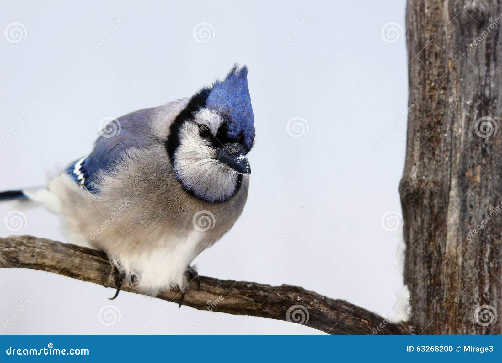 Blue jay on branch stock photo. Image of faublackl, close - 63268200