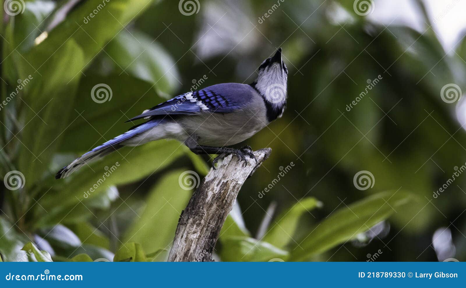 Blue Jay on a branch stock photo. Image of crest, crown - 218789330