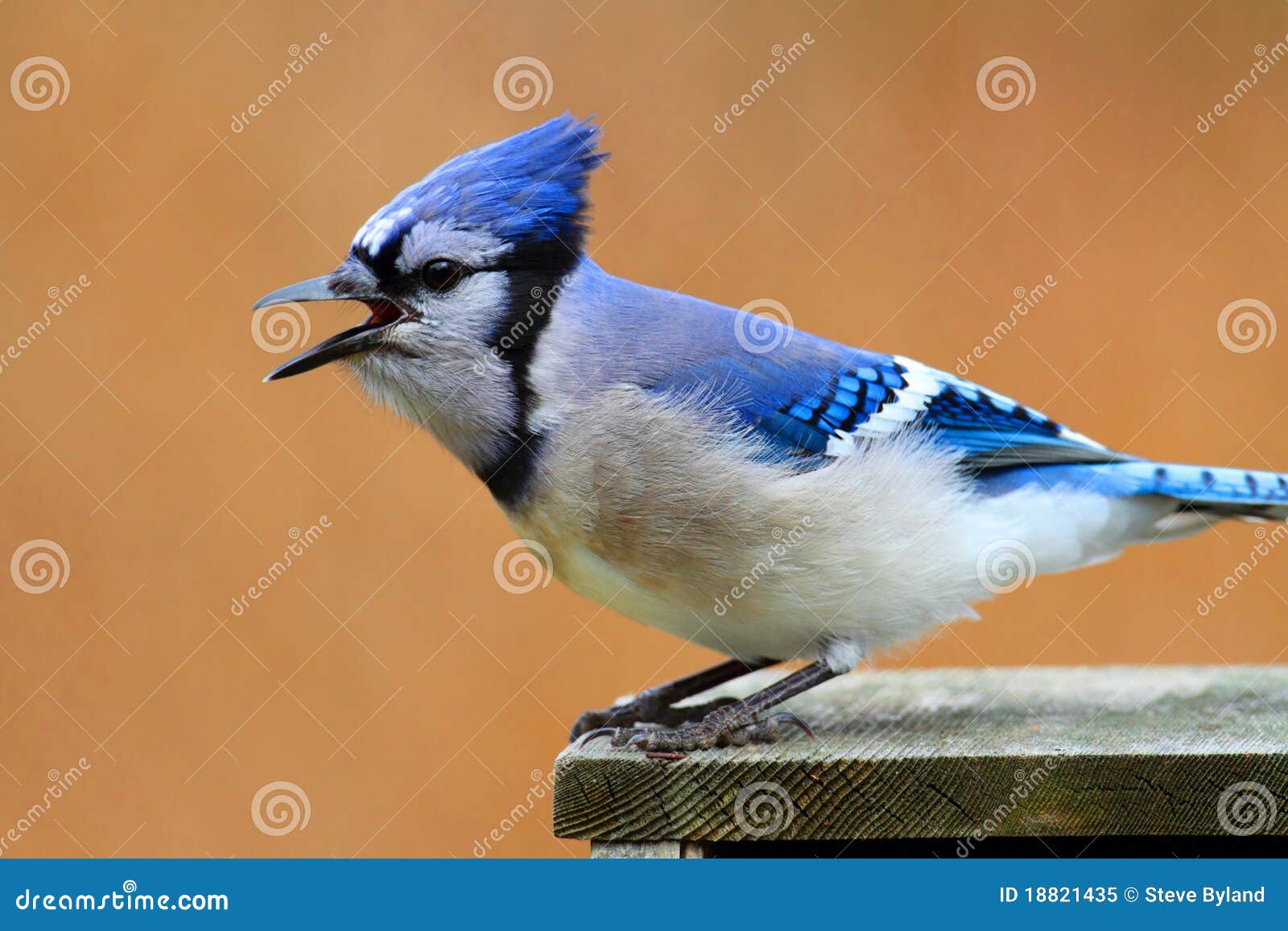 Blue Jay Calling stock image. Image of wildlife, corvidcyanocitta ...