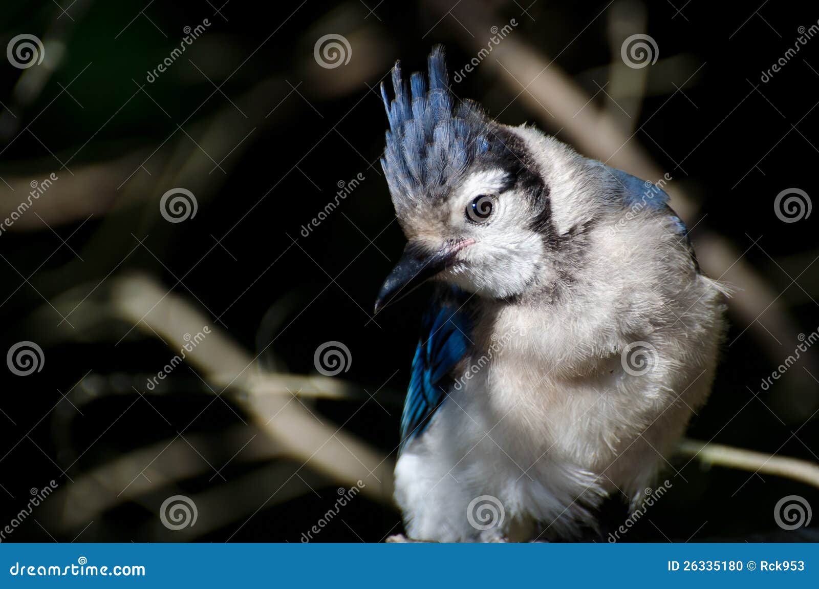 Blue Jay Close Up stock photo. Image of bird, north, wild - 26335180