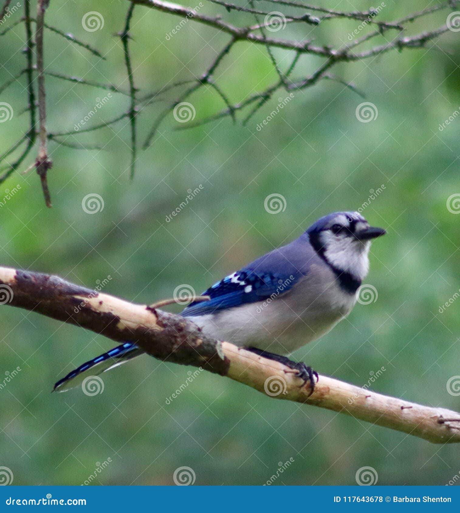 Blue jay close up stock photo. Image of outdoors, bird - 117643678