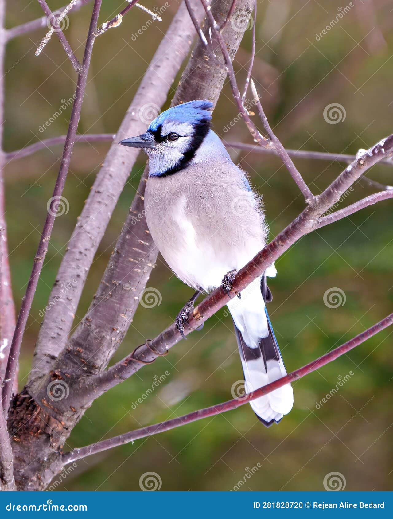 Blue Jay Photo and Image. Close-up Front View Perched on a Tree Branch ...