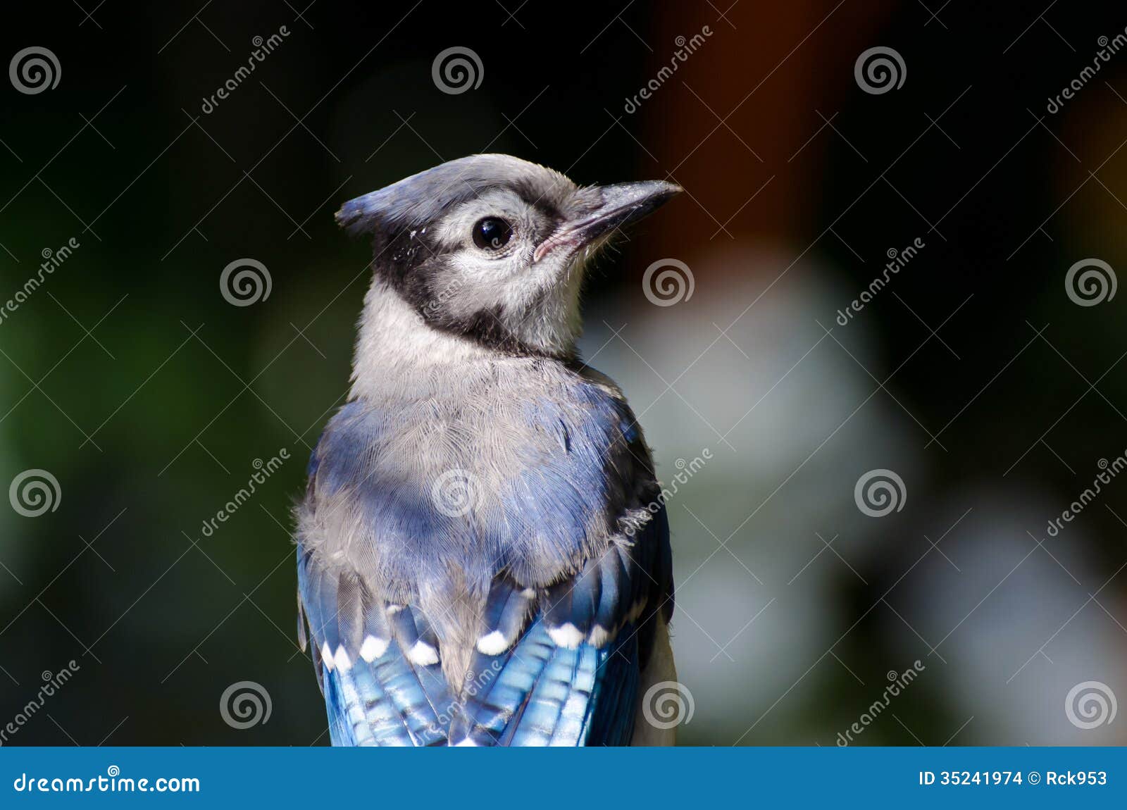 Blue Jay Close Up stock photo. Image of blue, america - 35241974
