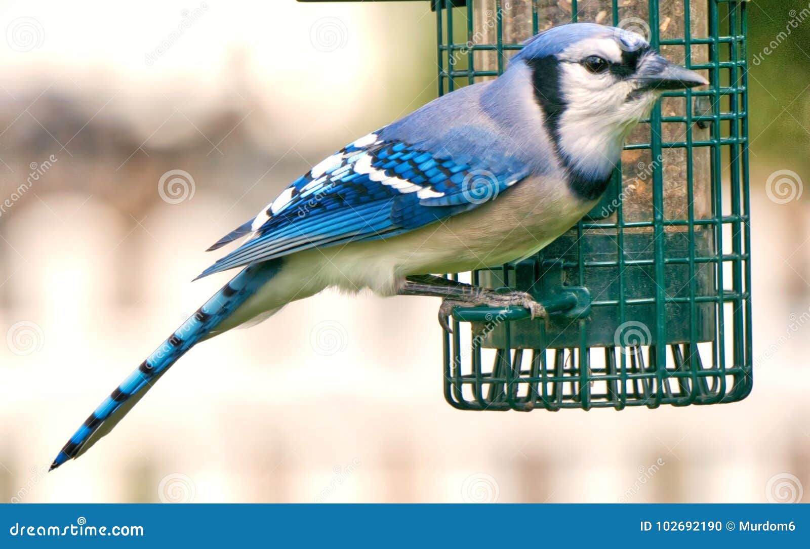 Blue Jay stock photo. Image of feeder, bird, wildlife - 102692190